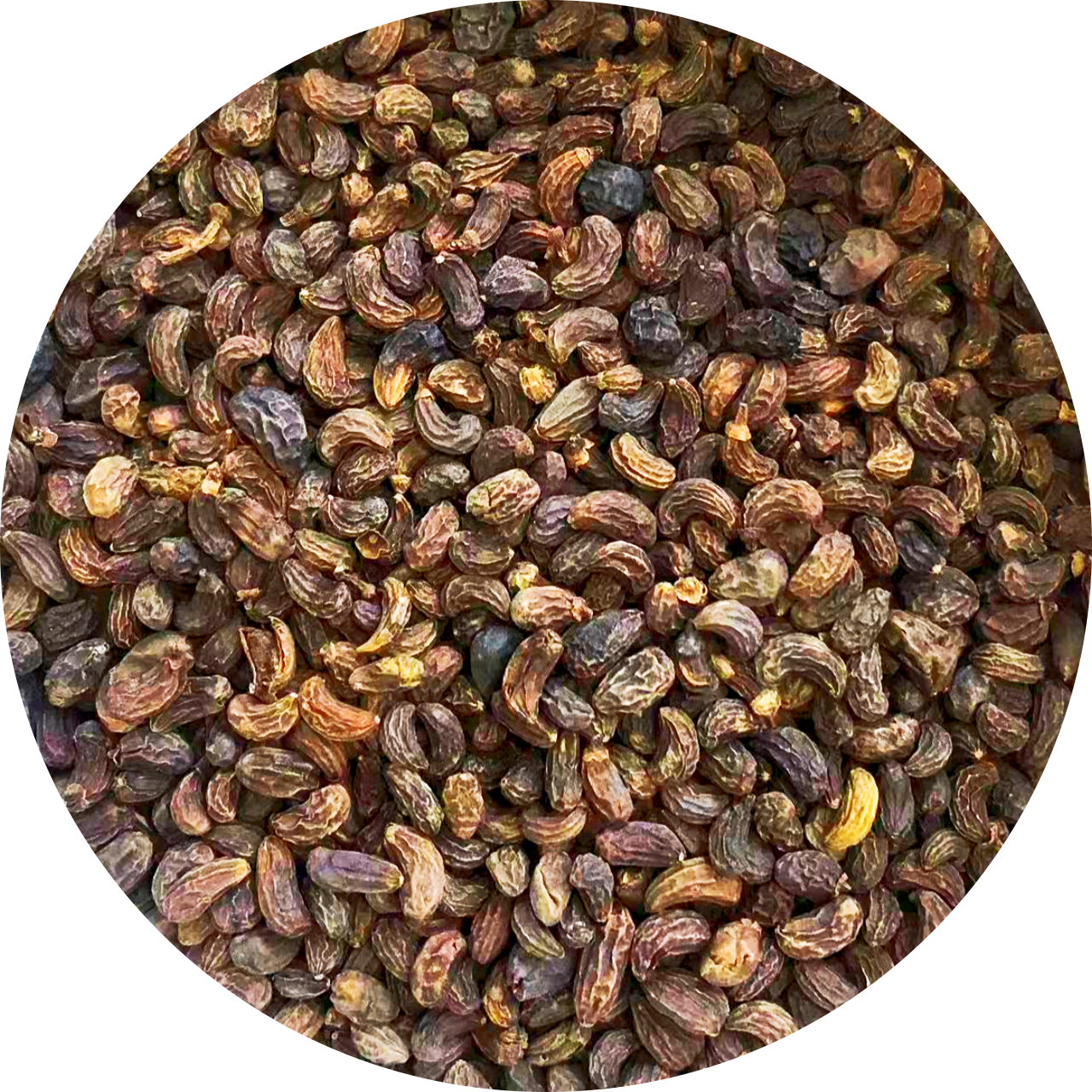 DR T&T Nu Zhen Zi /Fructus Ligustri Lucidi Dry Herb - Buy Empty ...